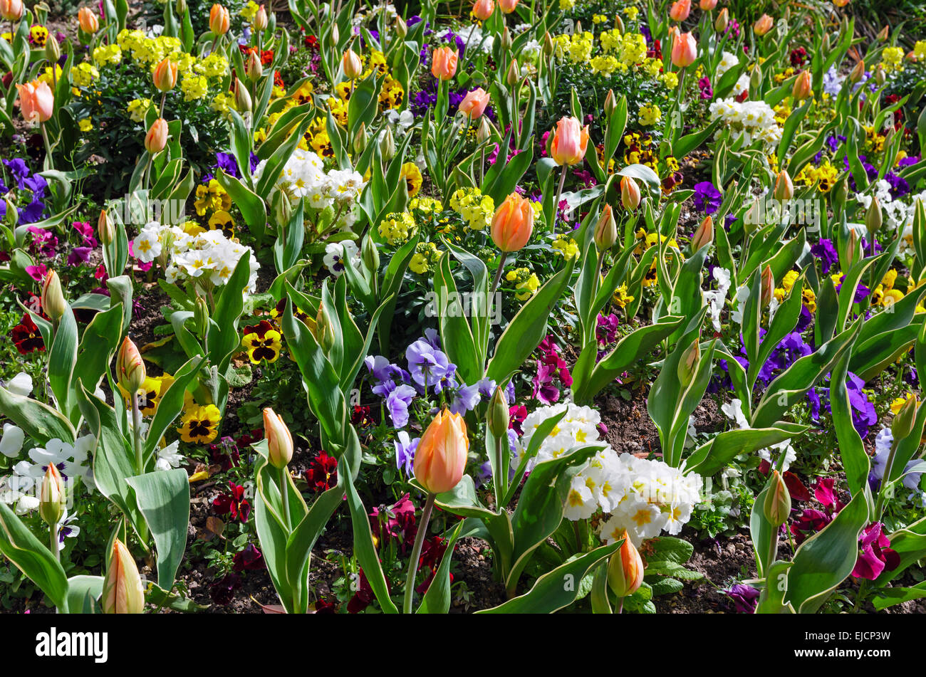 Spring flowers background Stock Photo - Alamy