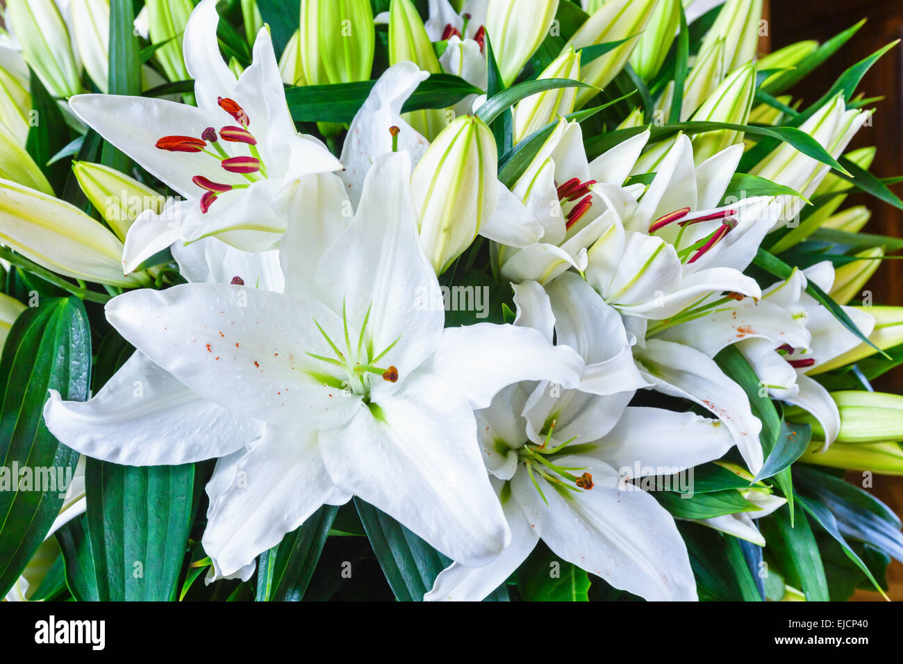 Amaryllis flowers bouquet Stock Photo - Alamy