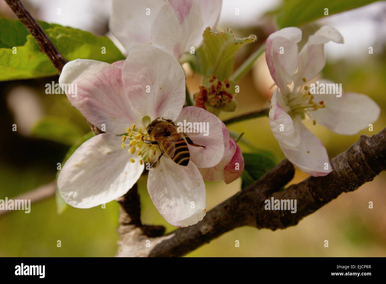 Peach white flower hi-res stock photography and images - Alamy