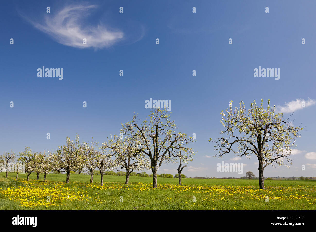 Spring in the orchard hi-res stock photography and images - Alamy