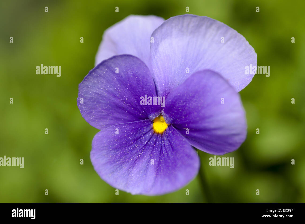 Violets hi-res stock photography and images - Alamy