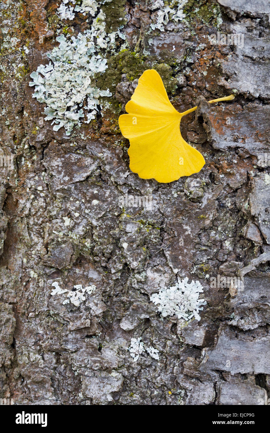 Ginkgopflanze hi-res stock photography and images - Alamy