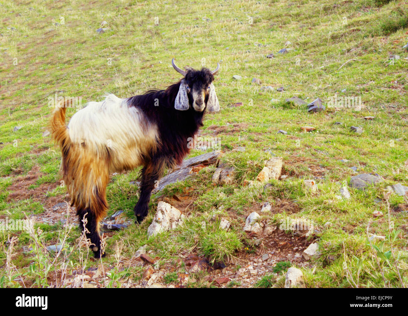 Himalayan Goat High Resolution Stock Photography and Images - Alamy