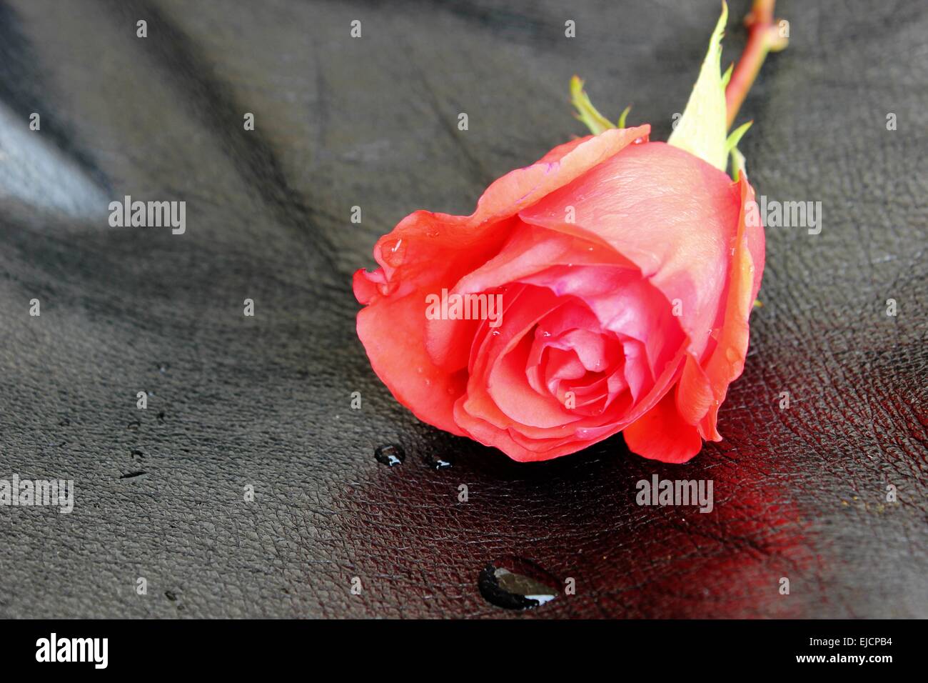 Rose leather texture hi-res stock photography and images - Alamy