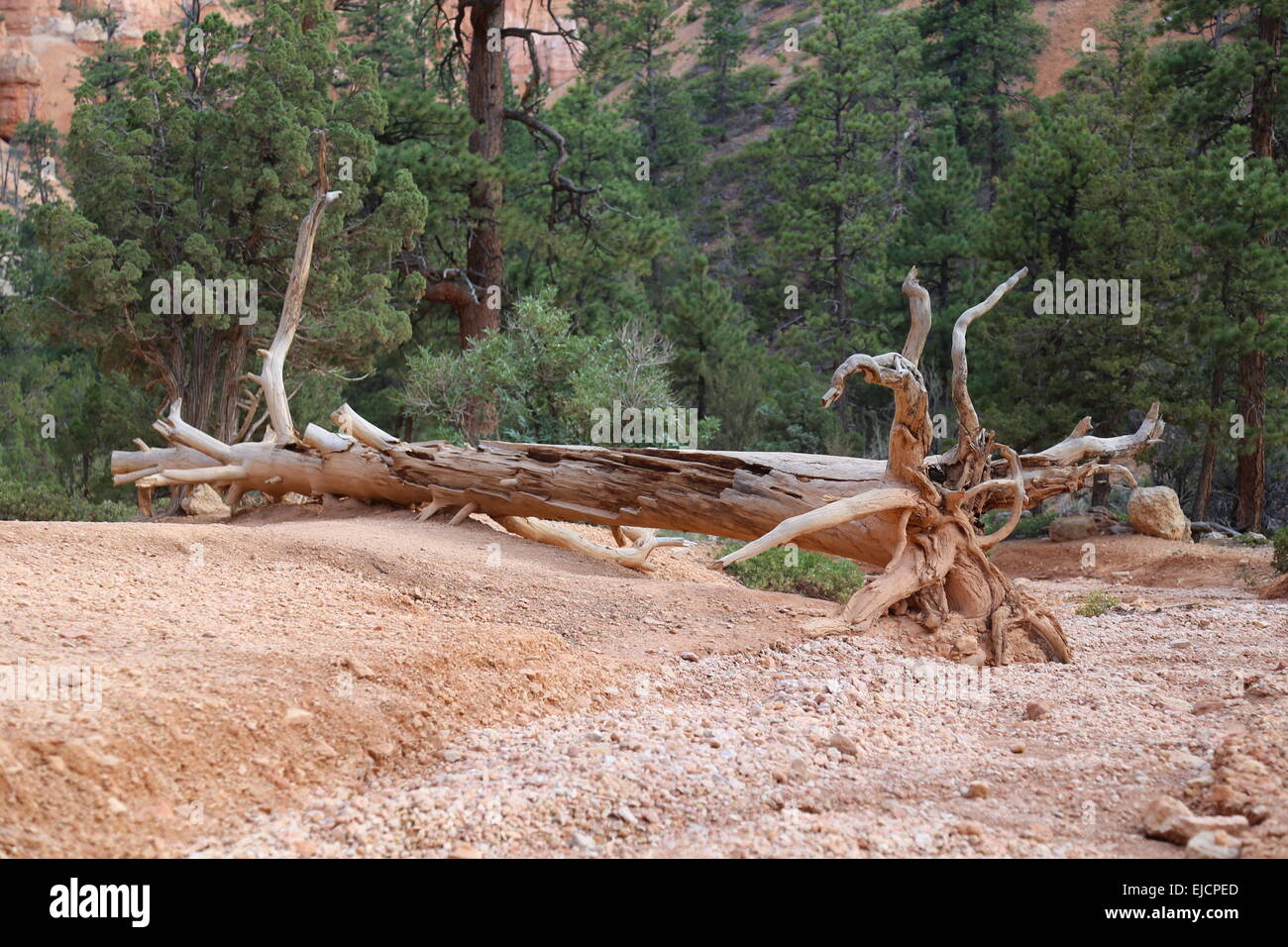 Dry rot tree hi-res stock photography and images - Alamy