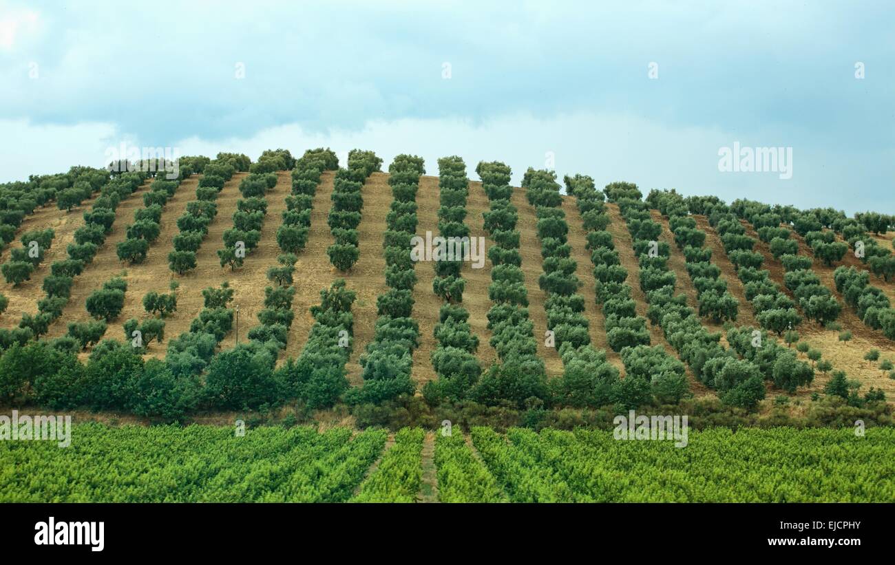Olive trees growing in the tuscan landscape at sunset hi-res stock ...