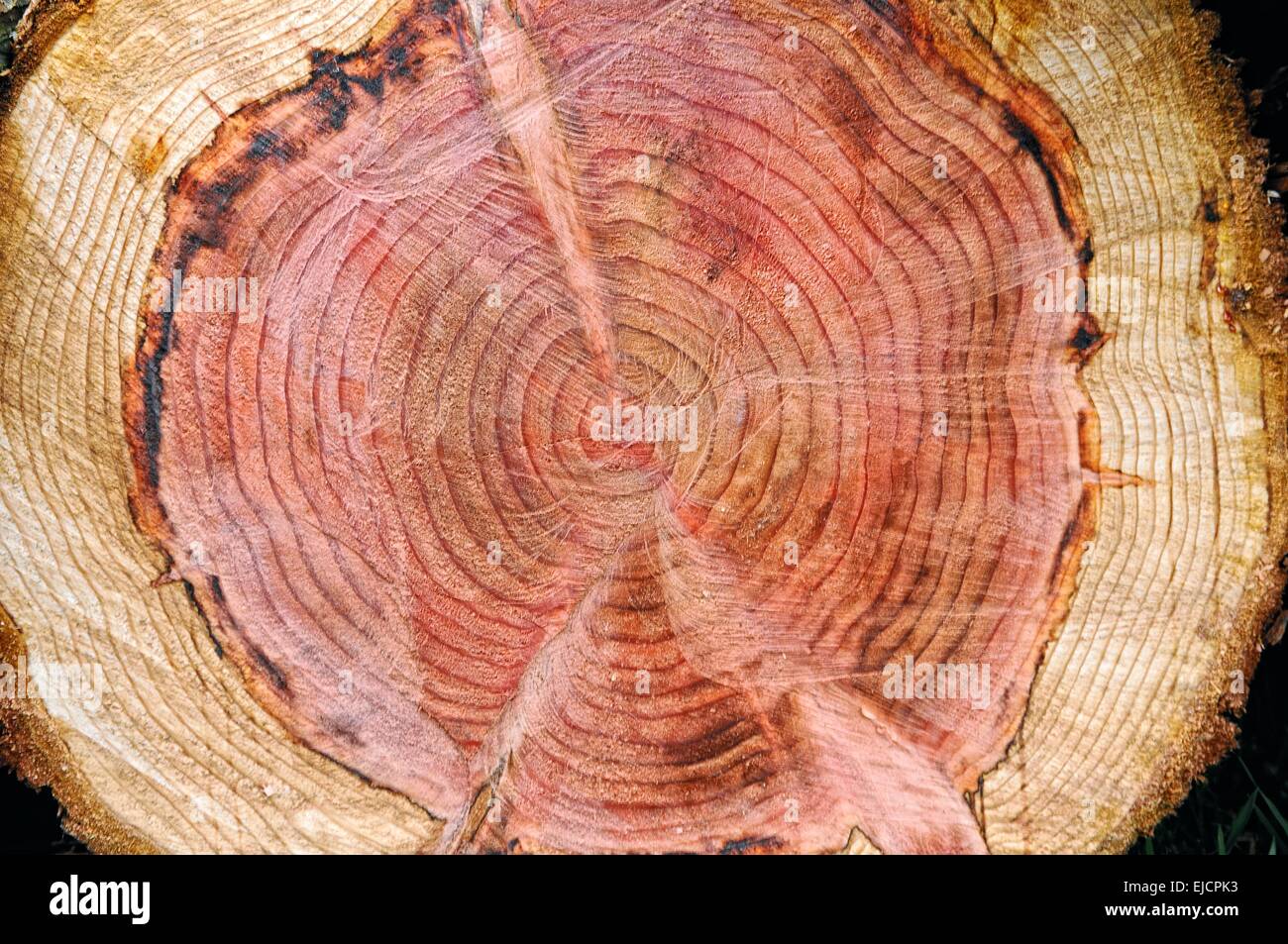 wood slice sequoia Stock Photo - Alamy