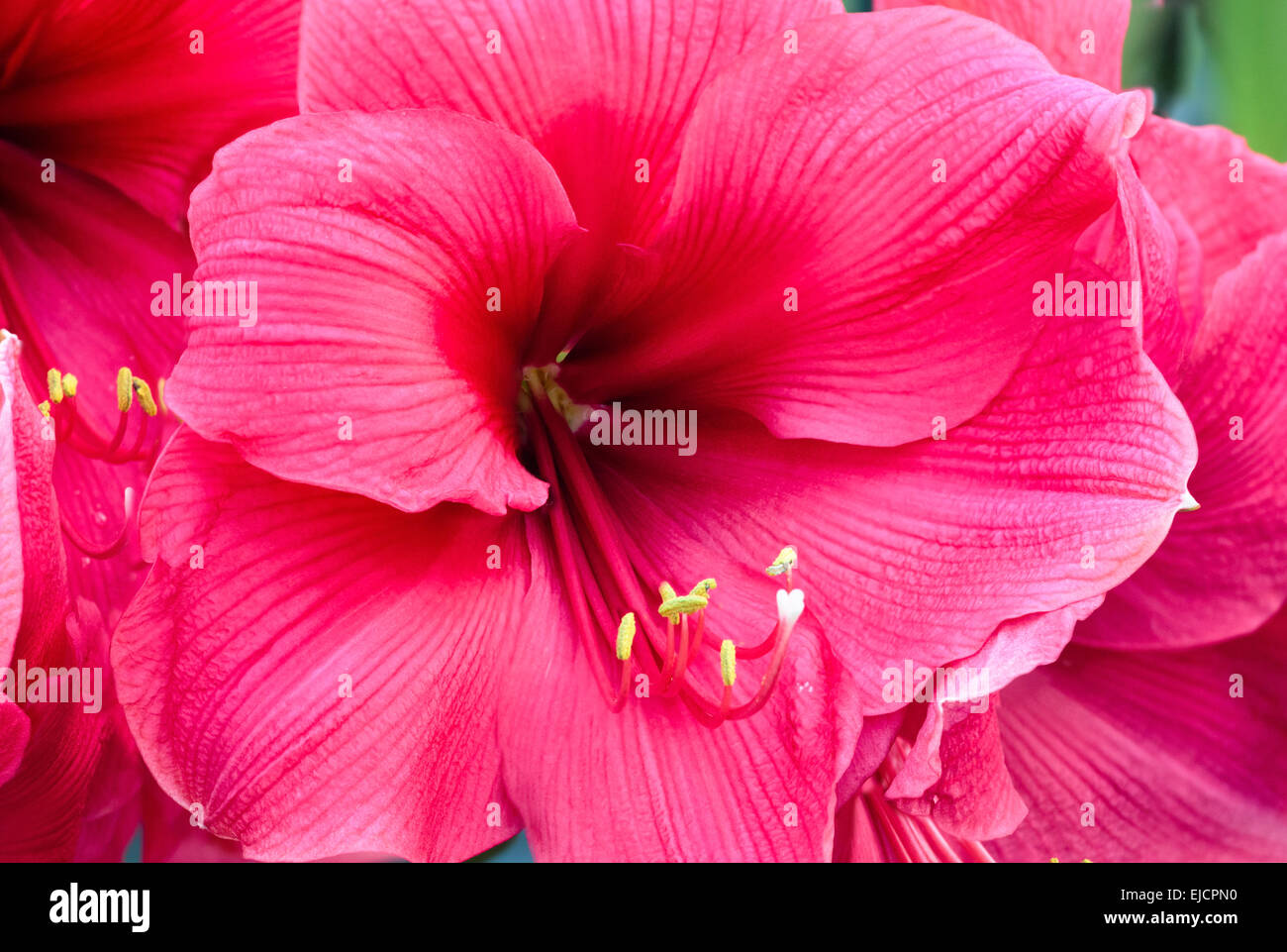 Pink Amaryllis flowers Stock Photo - Alamy