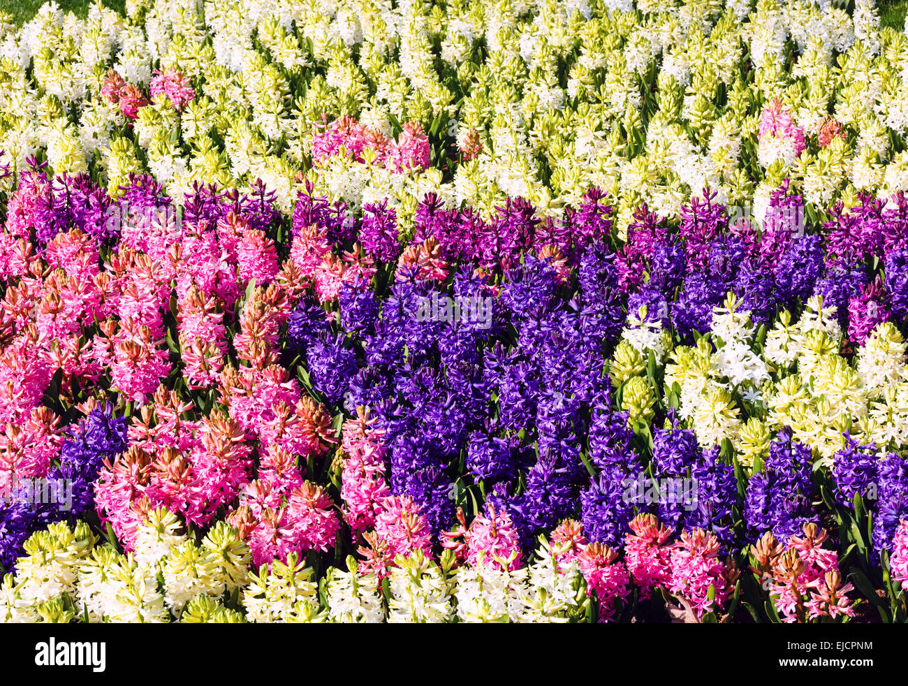 Flowerbed with many-colored hyacinths Stock Photo - Alamy
