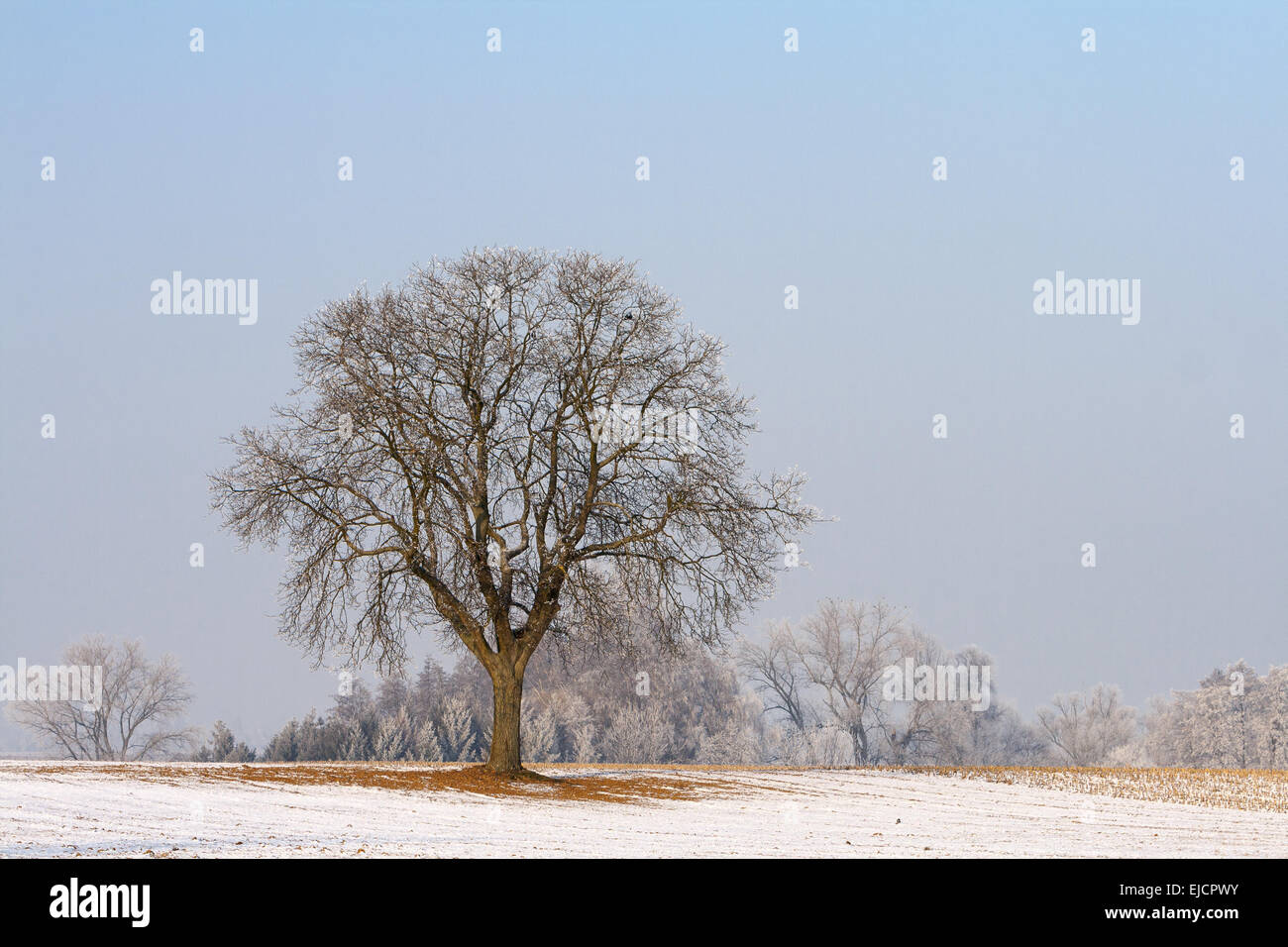 Feld tree hi-res stock photography and images - Alamy
