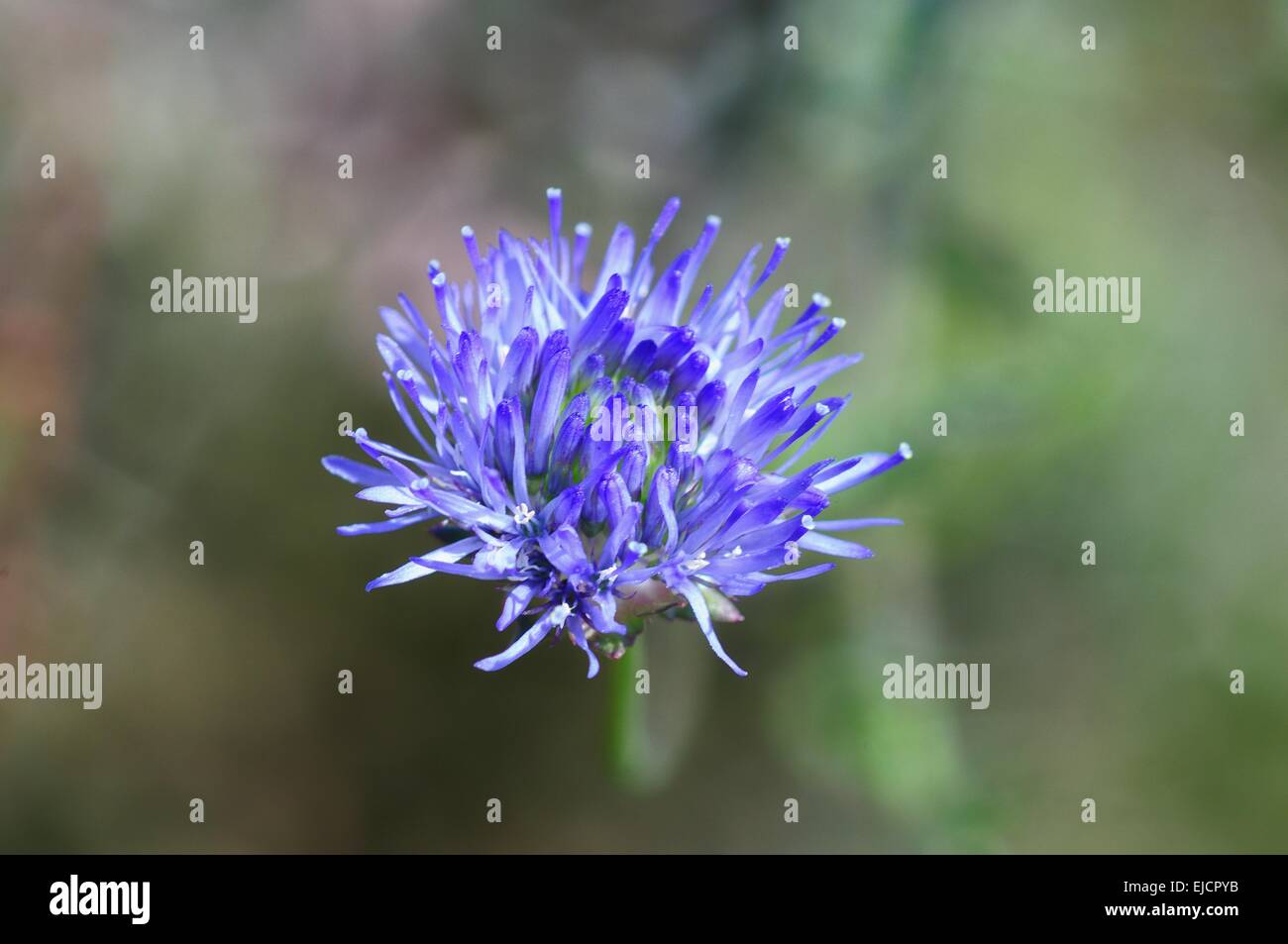 Radiating flower hi-res stock photography and images - Alamy