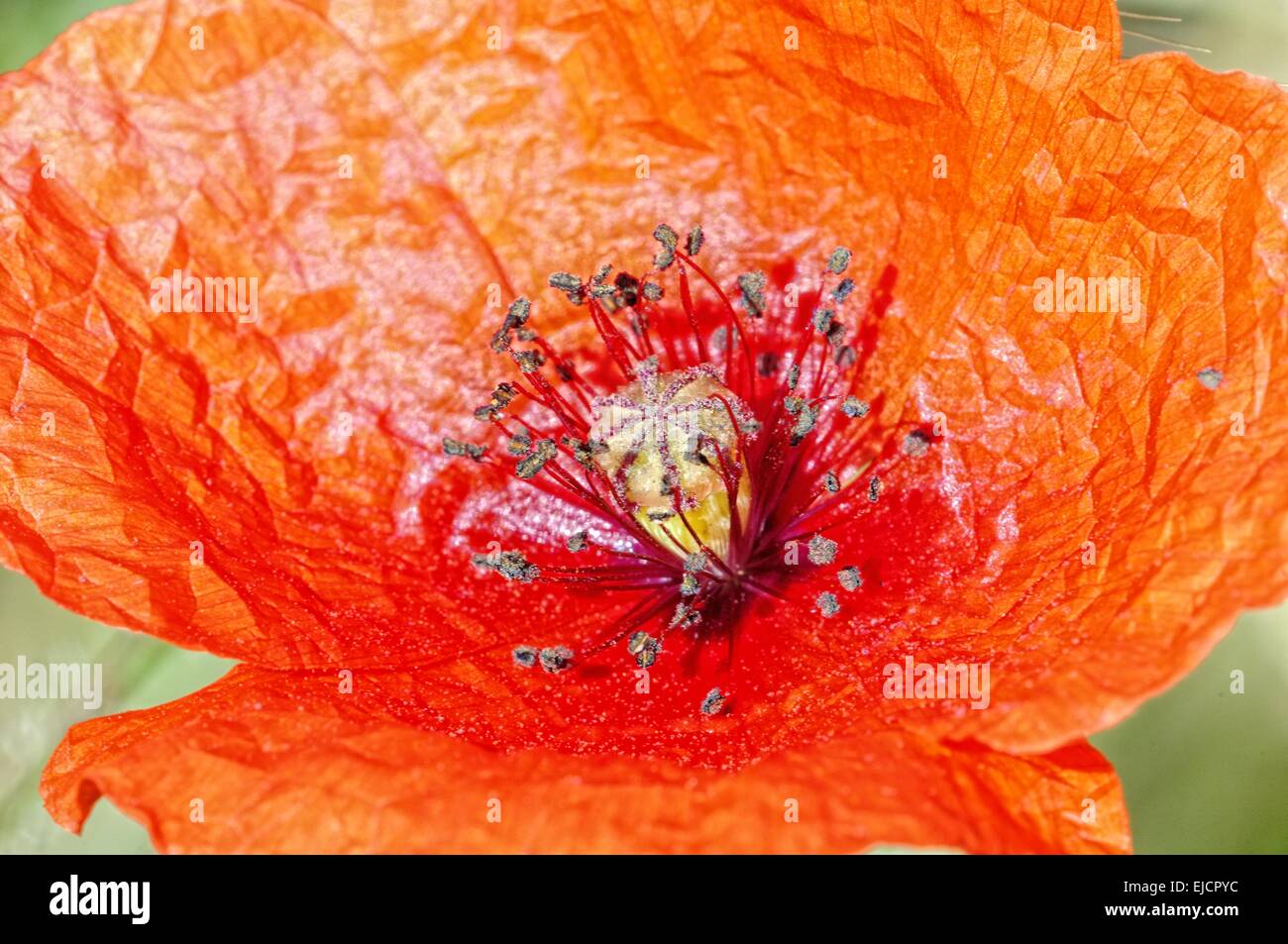 open poppy flower Stock Photo - Alamy