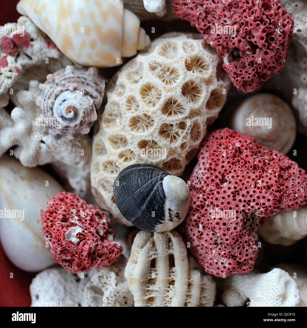 Indian shells hi-res stock photography and images - Alamy