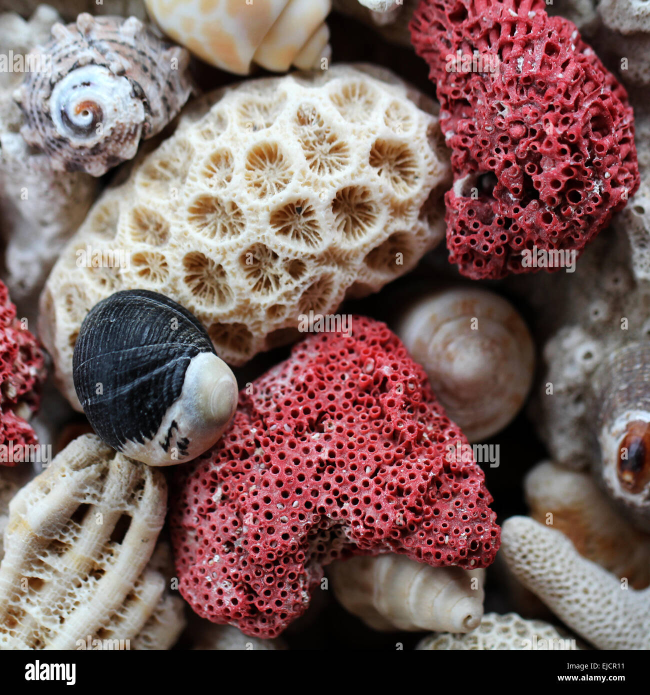 Corals black hi-res stock photography and images - Alamy