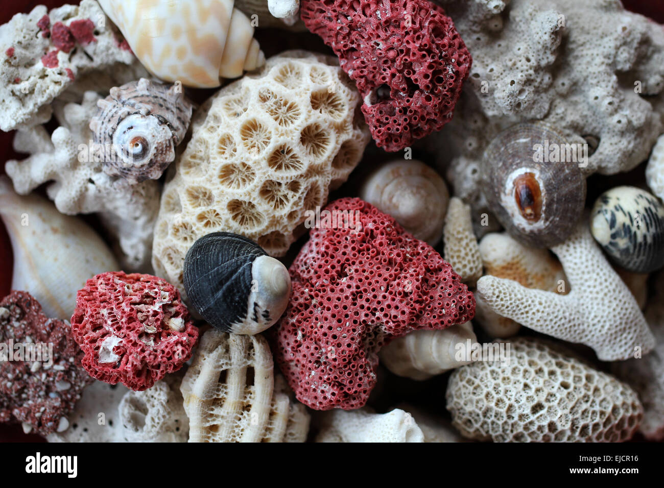 Corals, Shells and Snails Stock Photo - Alamy