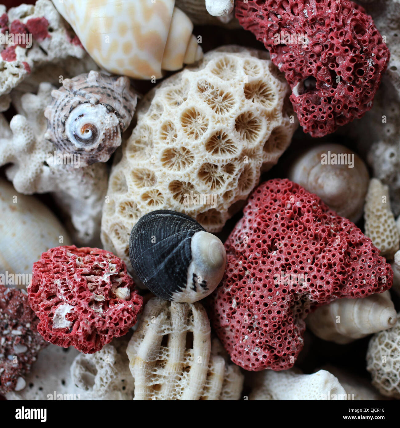 Corals, Shells and Snails Stock Photo - Alamy