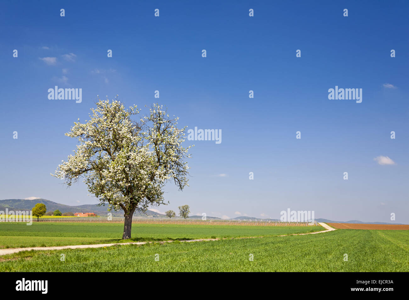 Landscape with flowering fruit tree Stock Photo - Alamy Landscape with flowering fruit tree Stock Photo - Alamy