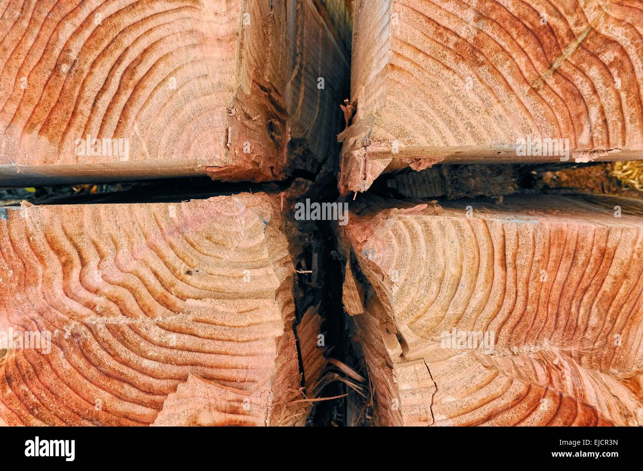 Giant sequoia tree slice hi-res stock photography and images - Alamy