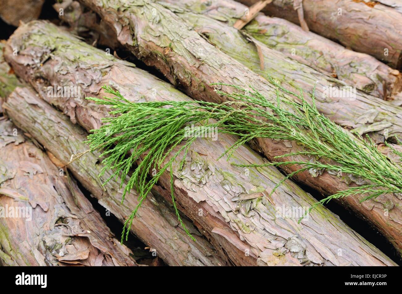 Sequoia leaves hi-res stock photography and images - Alamy