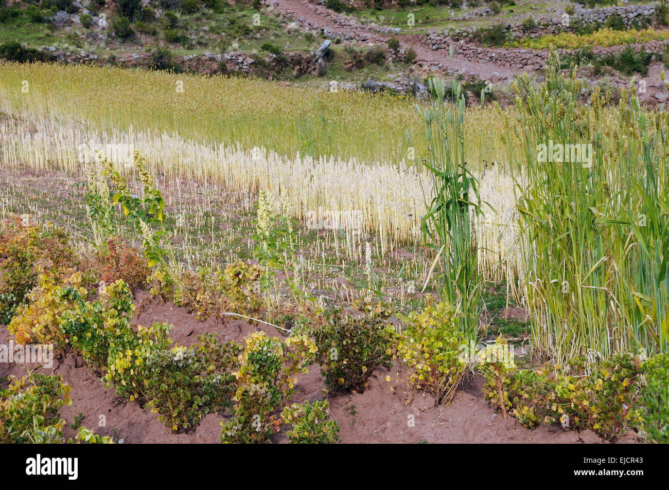 Terracing farming peru hi-res stock photography and images - Alamy