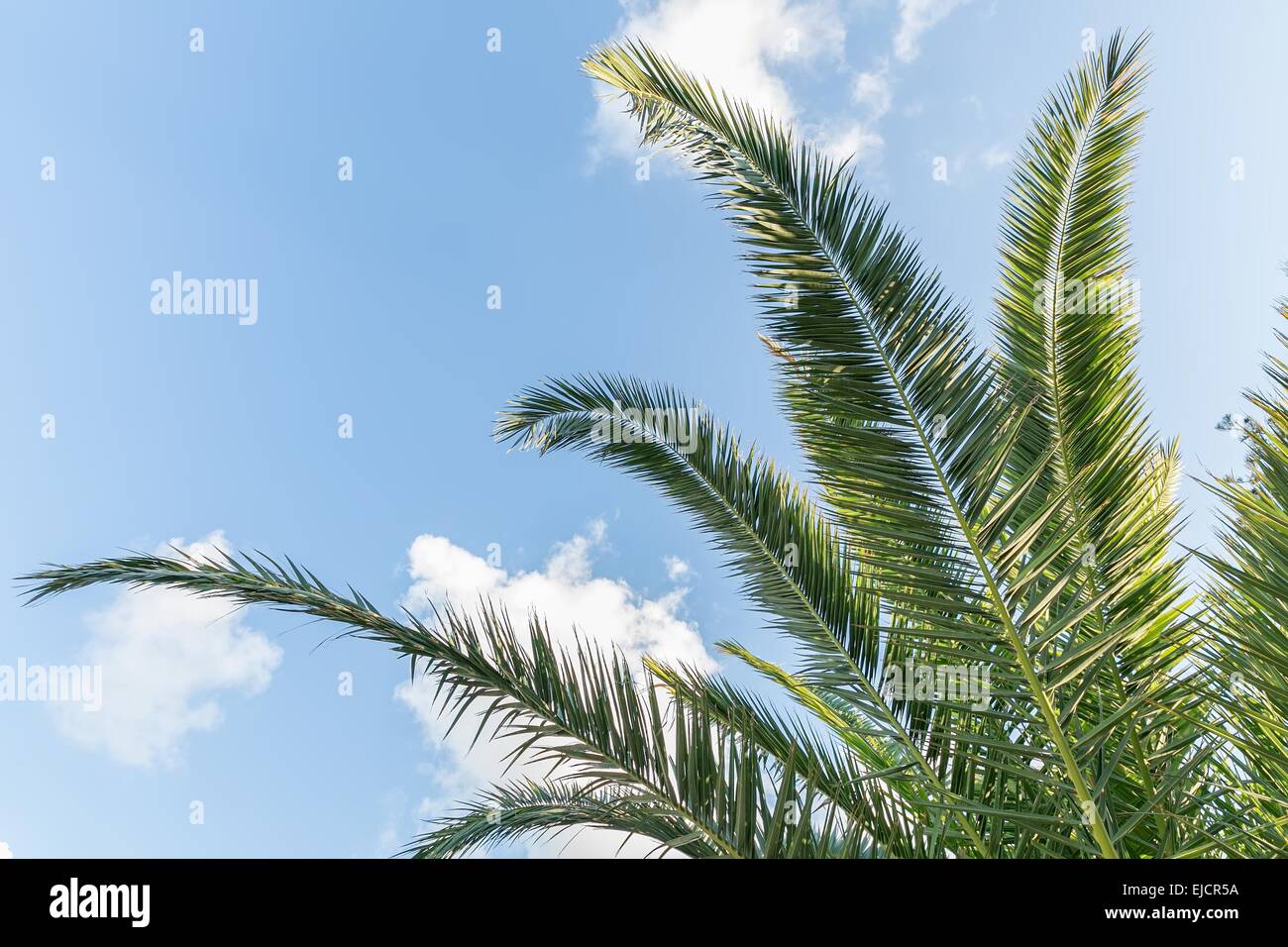 Palm tree on blue sky background hi-res stock photography and images ...