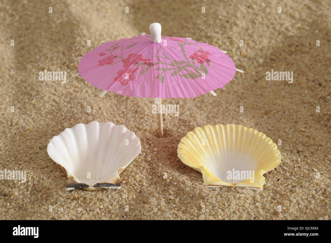 shell and parasol at sandy beach Stock Photo - Alamy