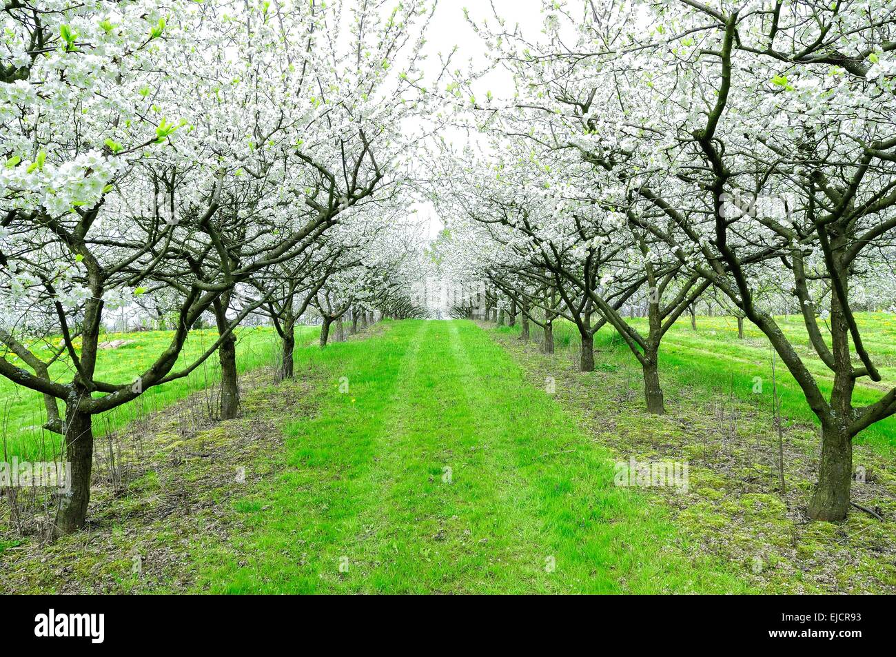 Growing under tree hi-res stock photography and images - Alamy