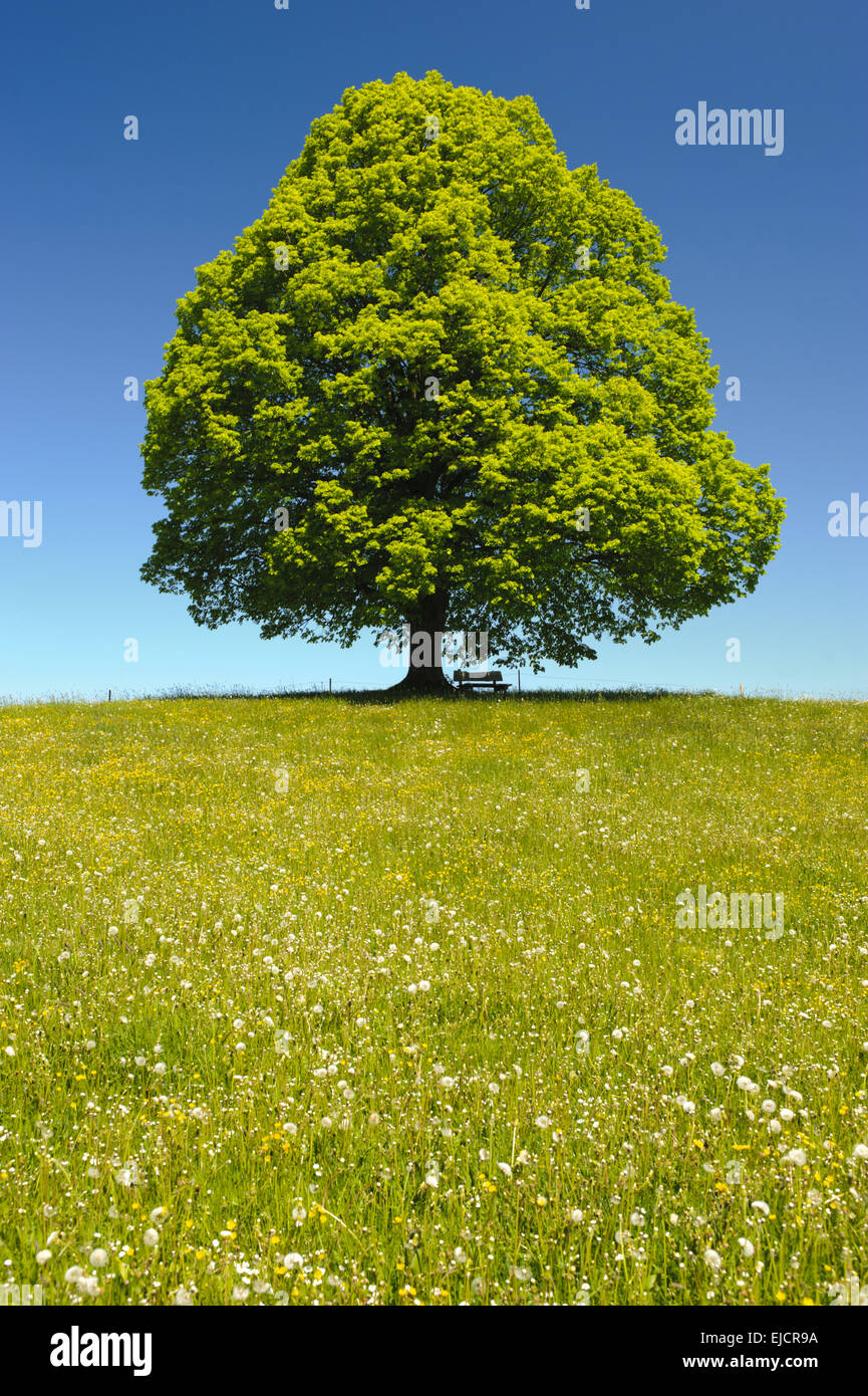 Big tree hill hi-res stock photography and images - Alamy