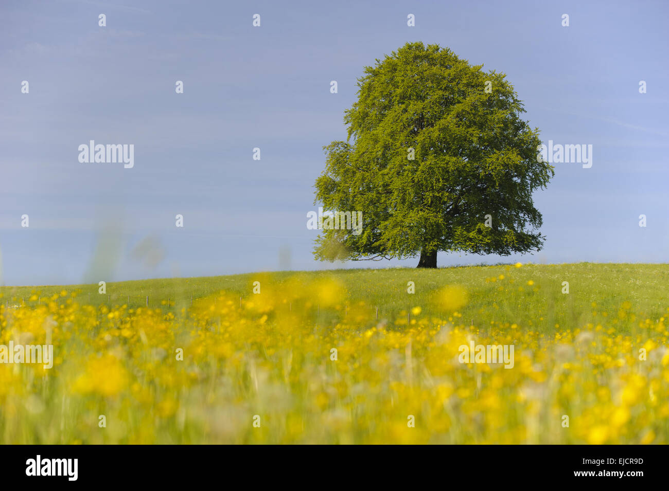 single big old beech tree at spring Stock Photo - Alamy