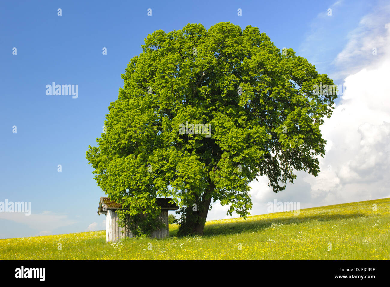 single big old linden tree at spring Stock Photo - Alamy