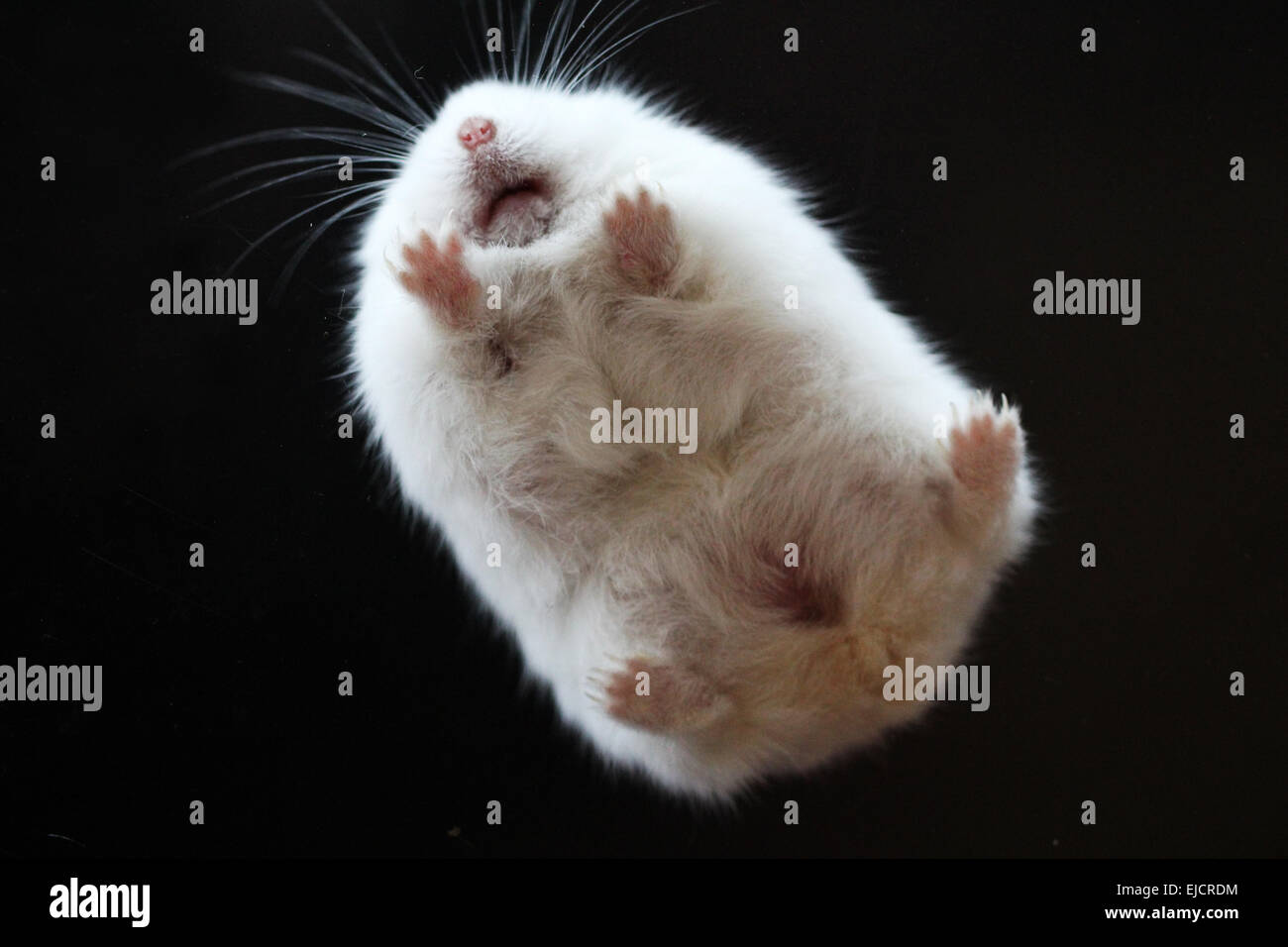 Dwarf hamster hi-res stock photography and images - Alamy