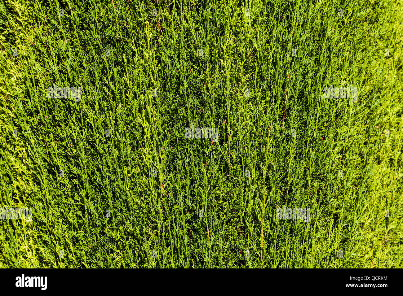 Green Hedge background Stock Photo - Alamy