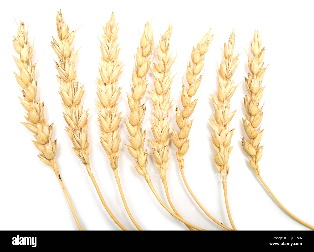 Wheat ear cutout hi-res stock photography and images - Alamy