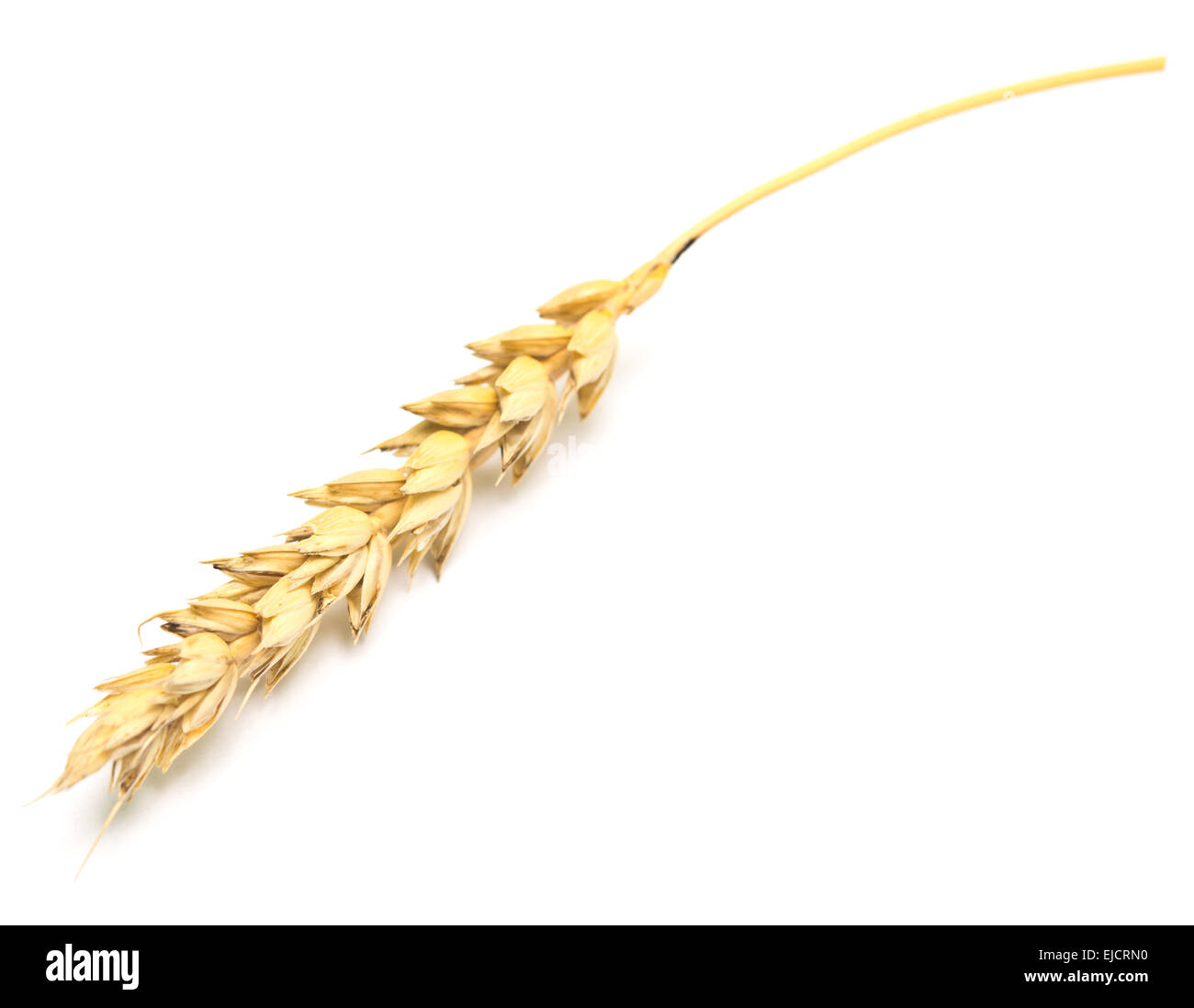 Ear collage hi-res stock photography and images - Alamy