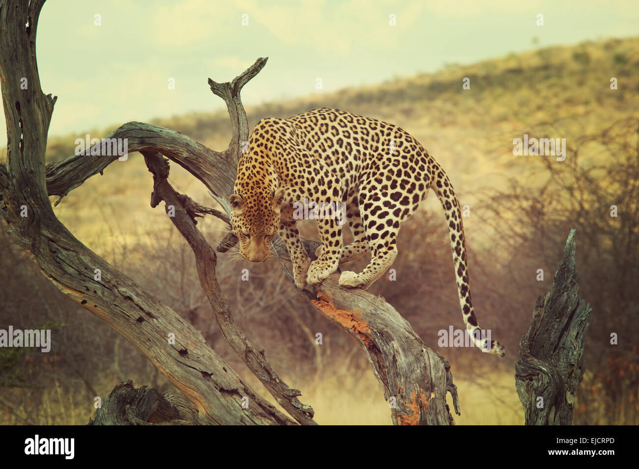 Lion and leopard hunt hi-res stock photography and images - Alamy