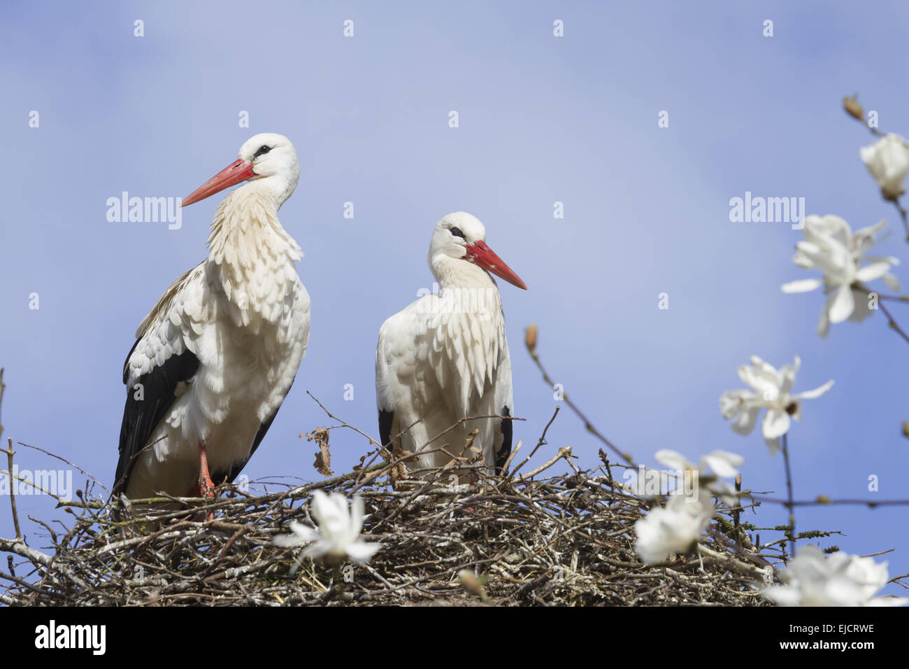 Stoeckchen hi-res stock photography and images - Alamy