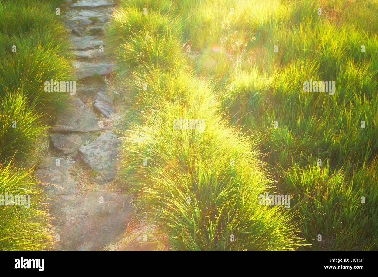through the grass of the footpath Stock Photo - Alamy