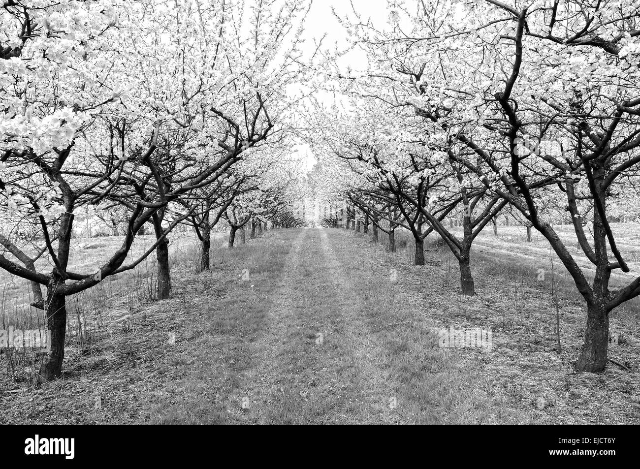 Tree white flowers flowering Black and White Stock Photos & Images - Alamy