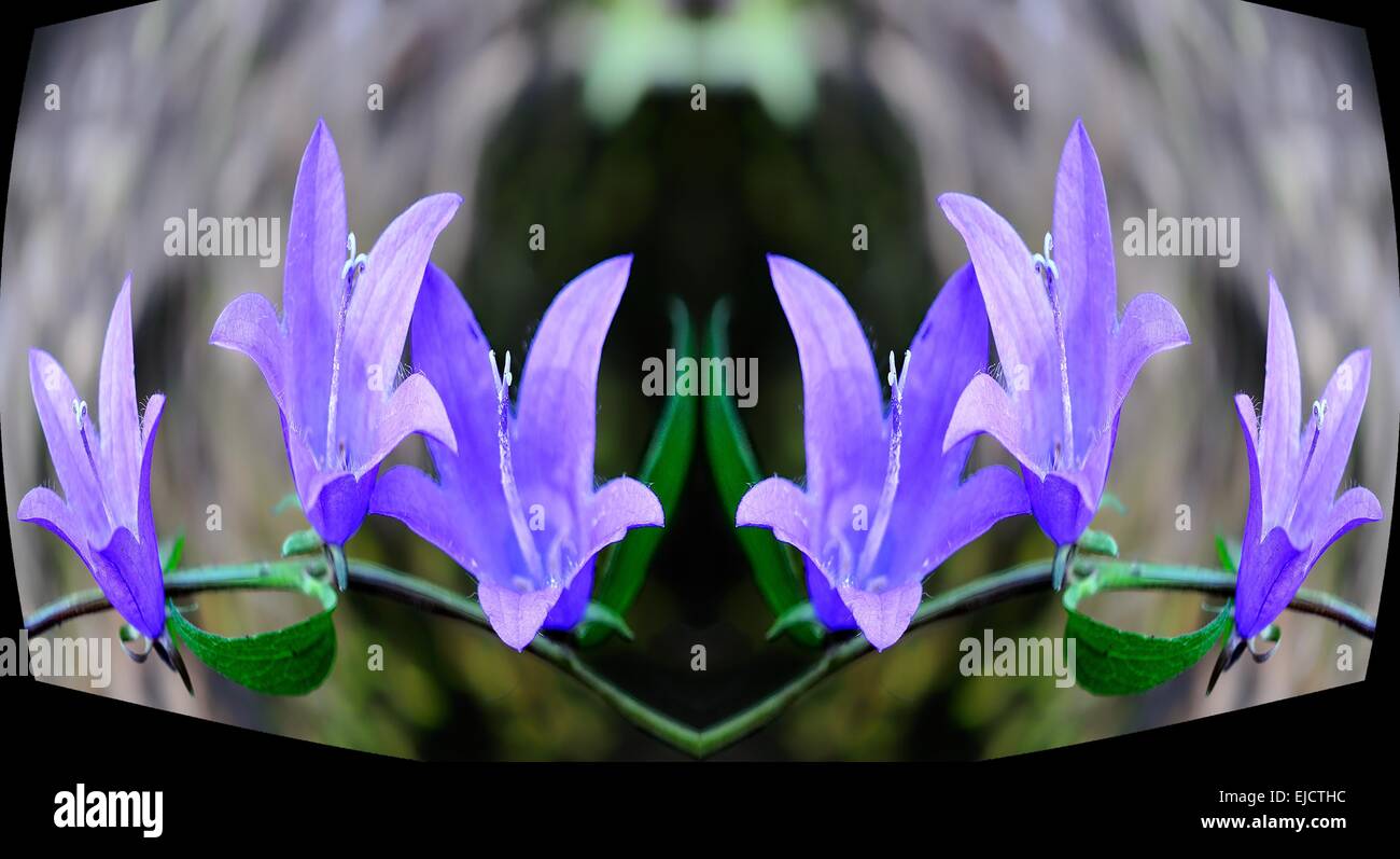 Campanula flowers with black vignette Stock Photo - Alamy