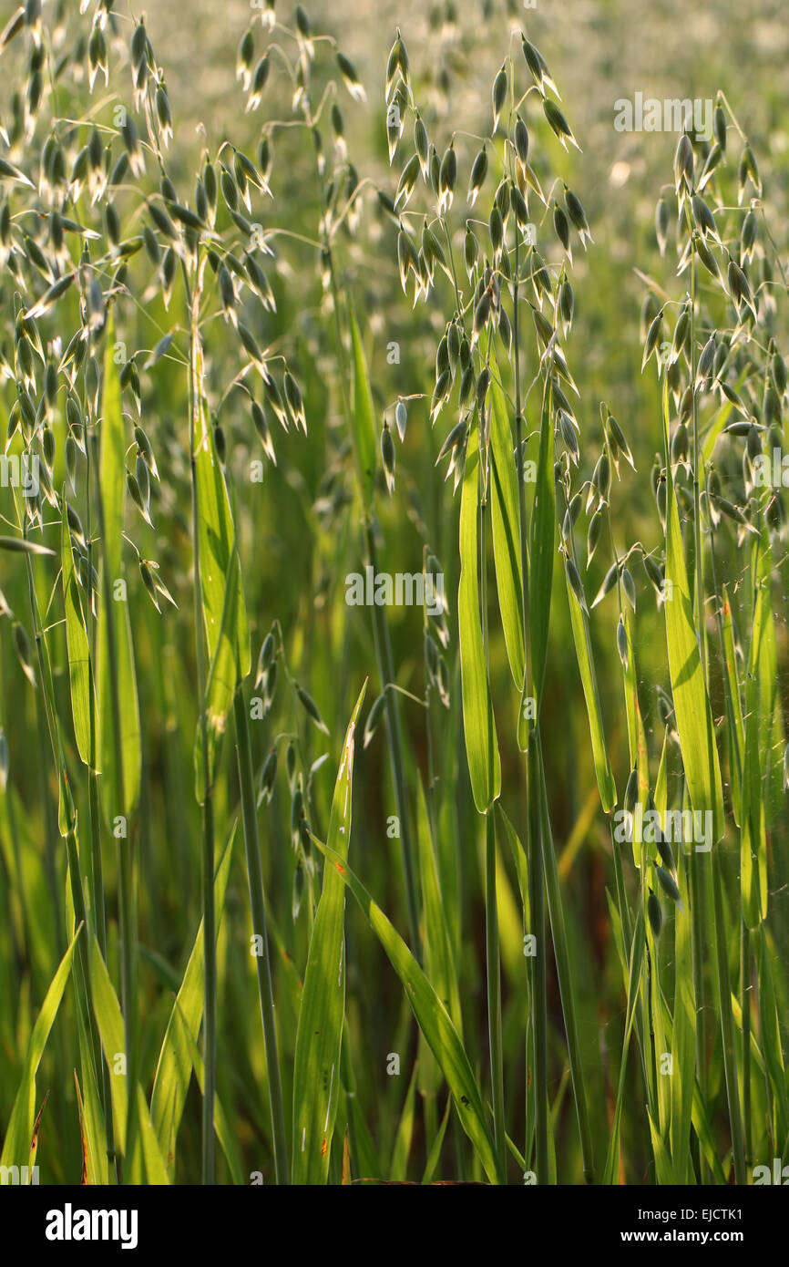 Hafer bild hi-res stock photography and images - Alamy