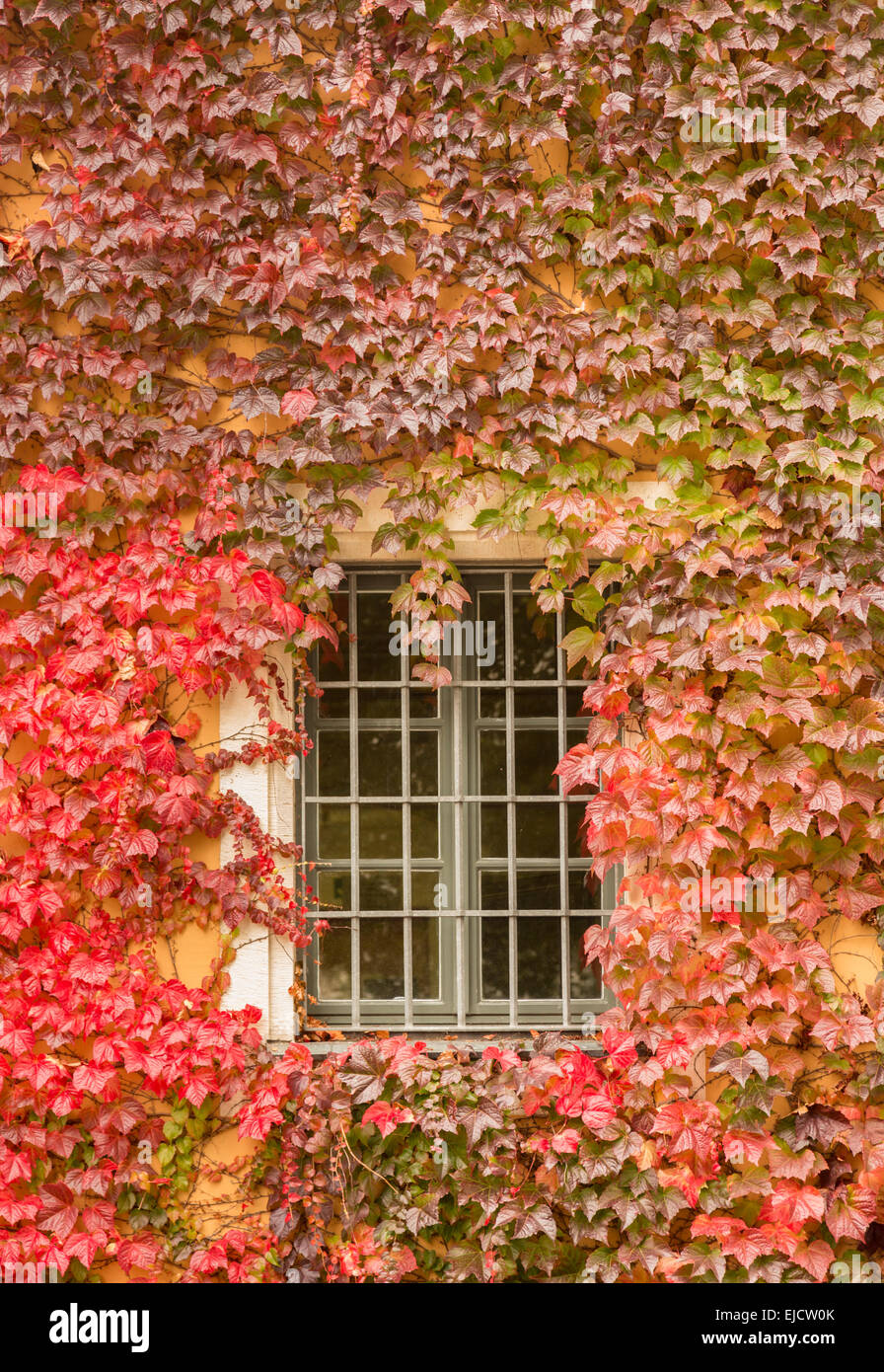 Ivy around window in Germany Stock Photo - Alamy