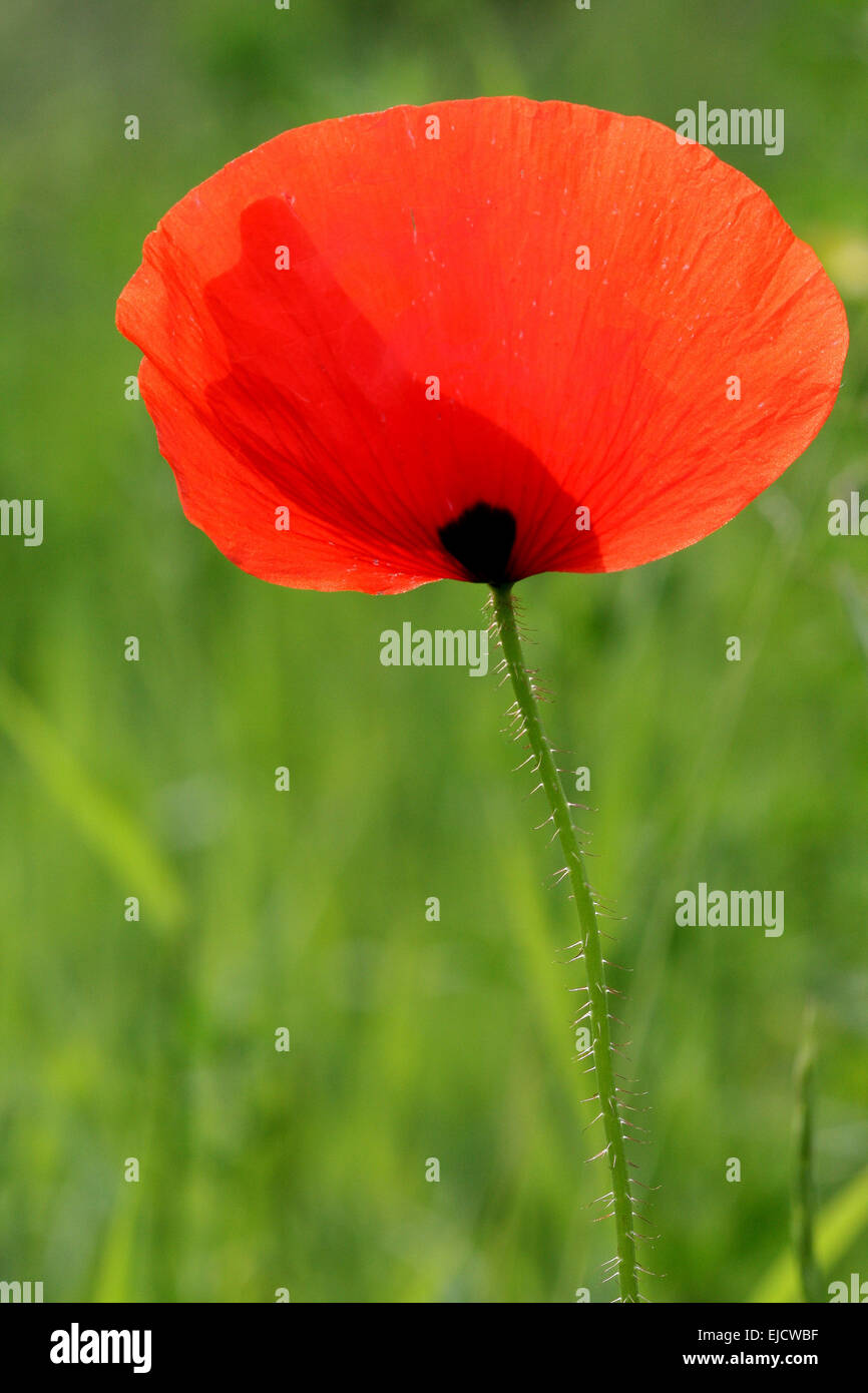 Poppy and shadow hi-res stock photography and images - Alamy