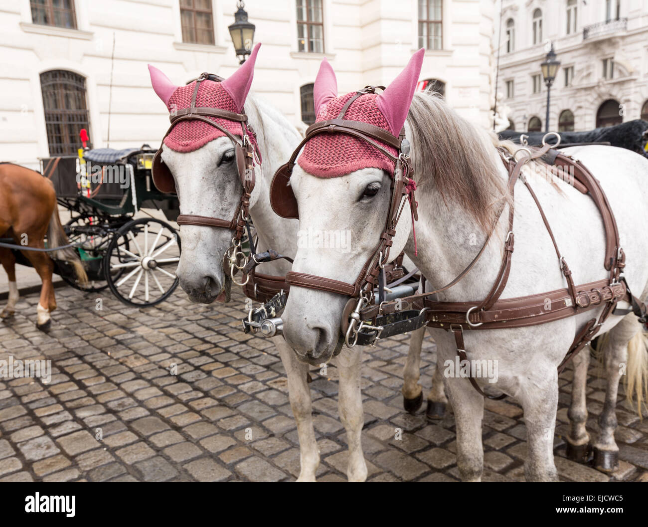 Horses in Vienna Austria Stock Photo - Alamy