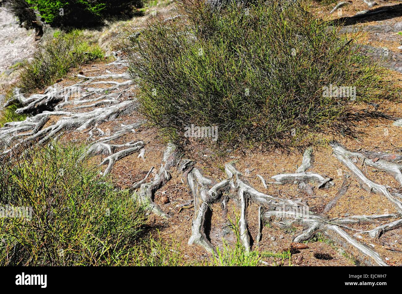 Coniferous forest blueberry bush hi-res stock photography and images ...