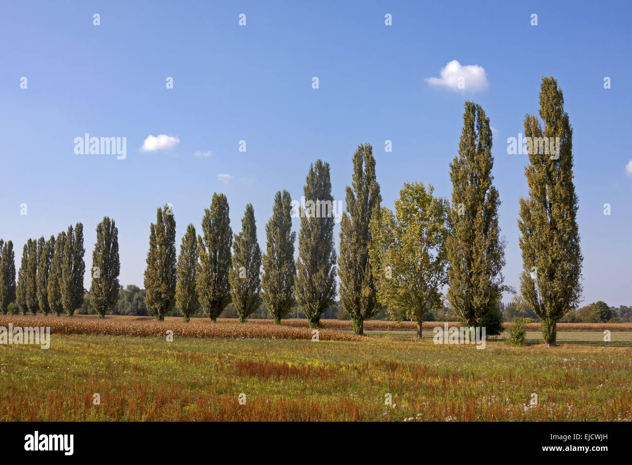 Poplars hi-res stock photography and images - Alamy