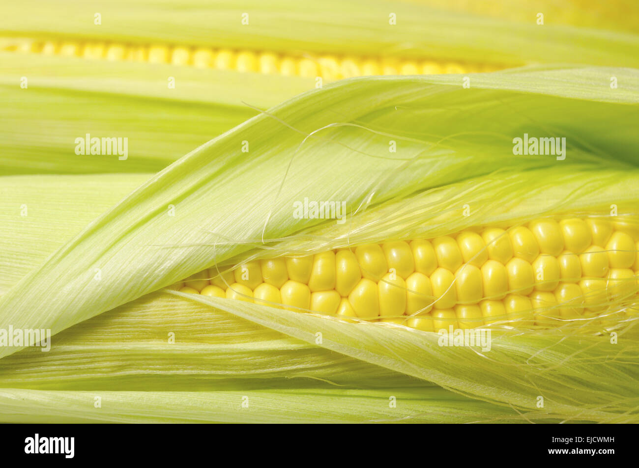 fresh corn background Stock Photo - Alamy