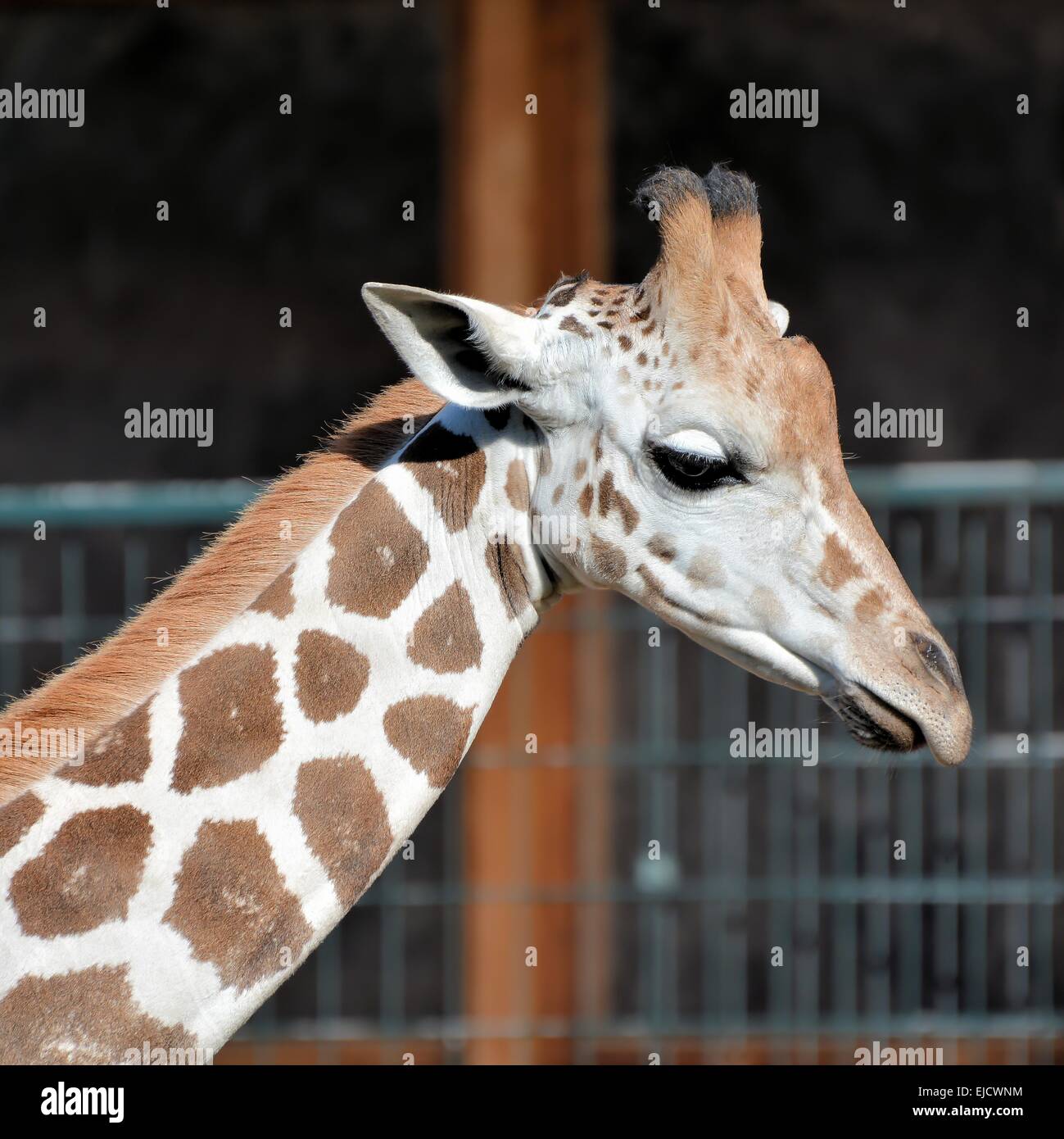 Giraffe in a Zoo Stock Photo - Alamy