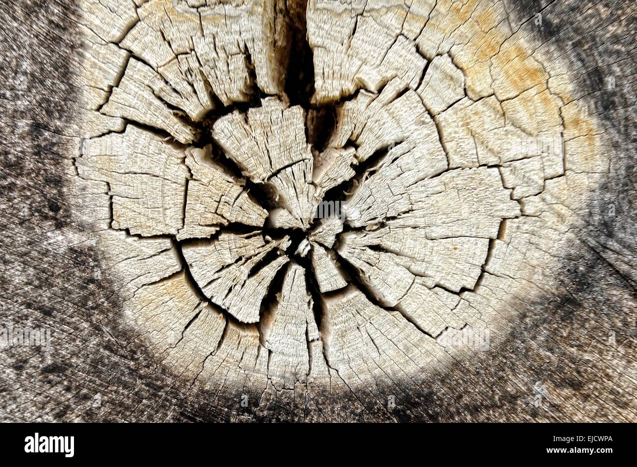 White cross section patterns hi-res stock photography and images - Alamy