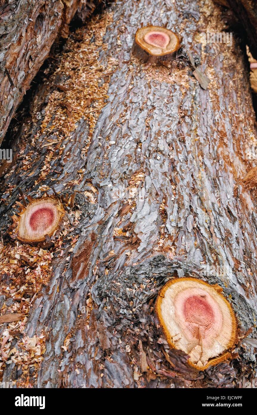 Sawed wood from trees hi-res stock photography and images - Alamy