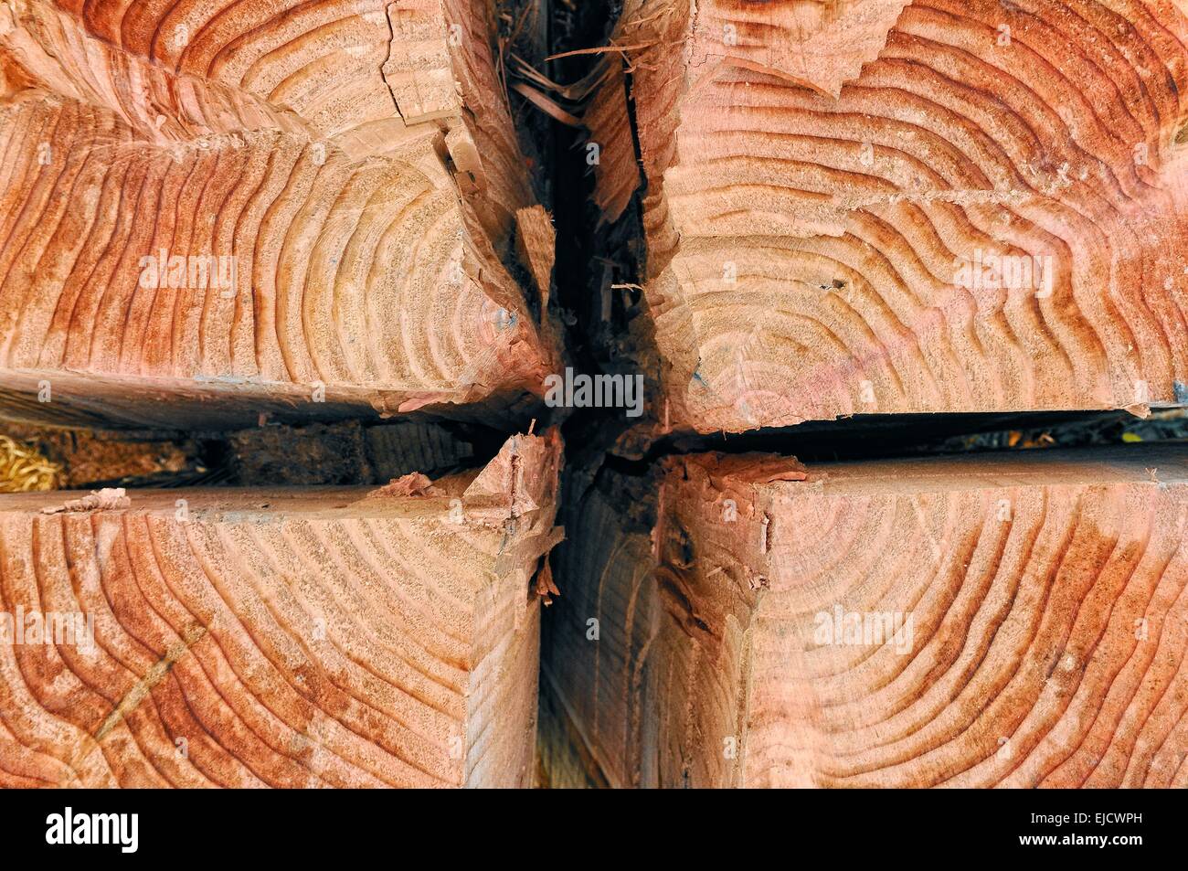 Giant sequoia tree slice hi-res stock photography and images - Alamy